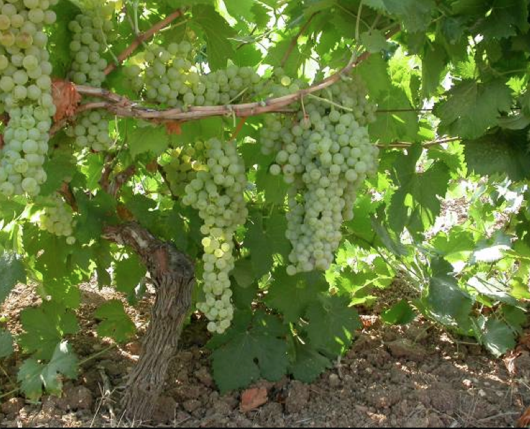 Grecanico vins de Sicile